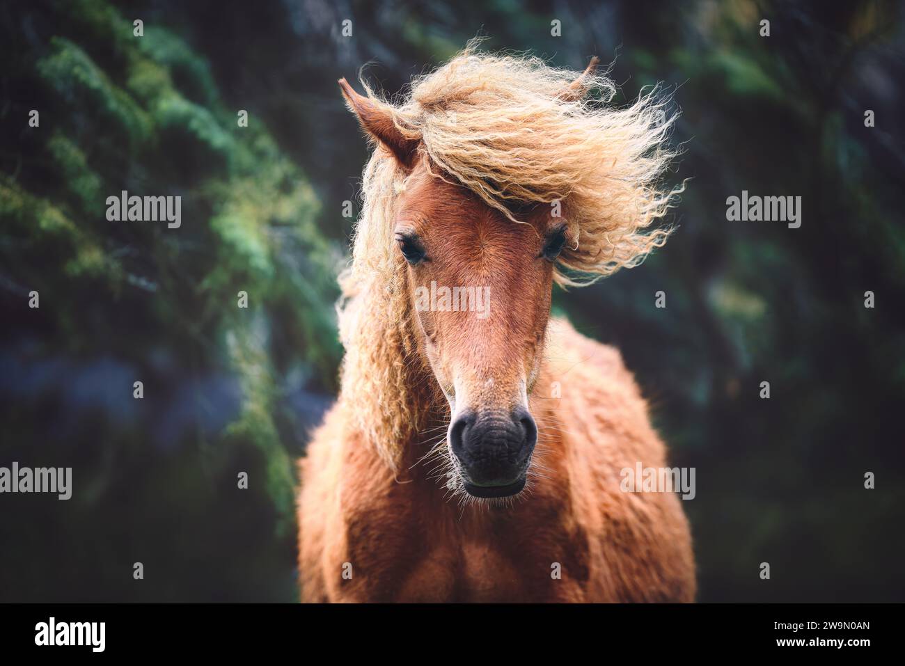 Horse mane blowing in wind hi-res stock photography and images - Alamy