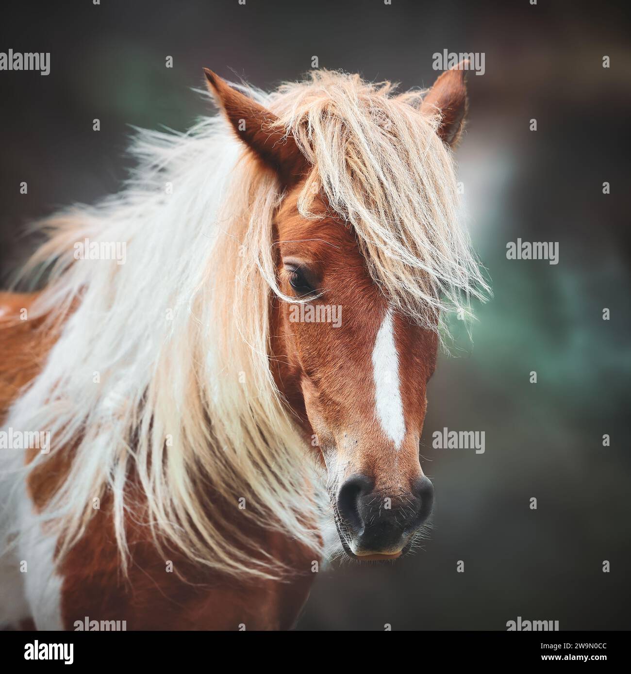Horse mane blowing in wind hi-res stock photography and images - Alamy