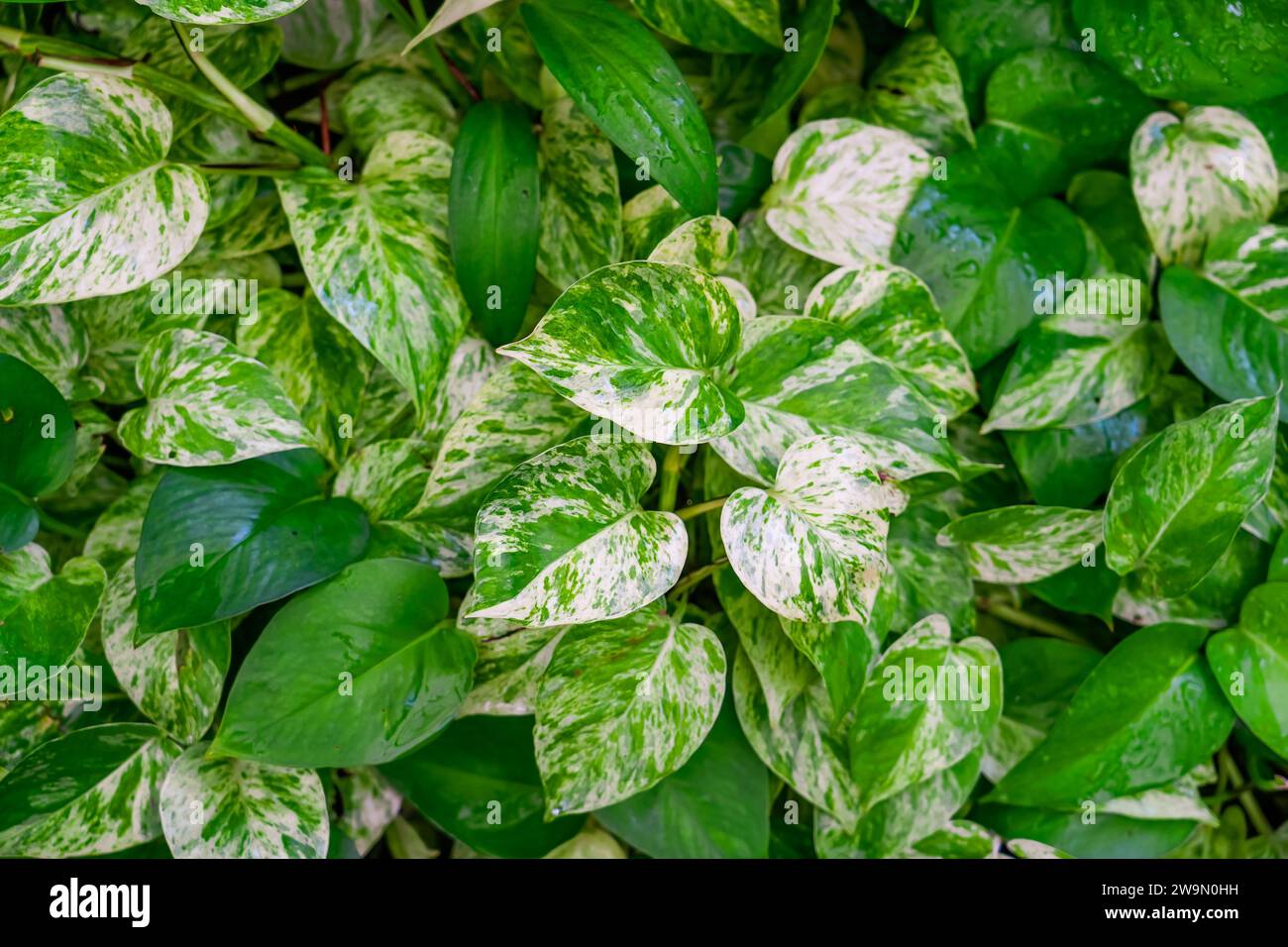 Scindapsus pictus variegated Silver the garden Stock Photo - Alamy