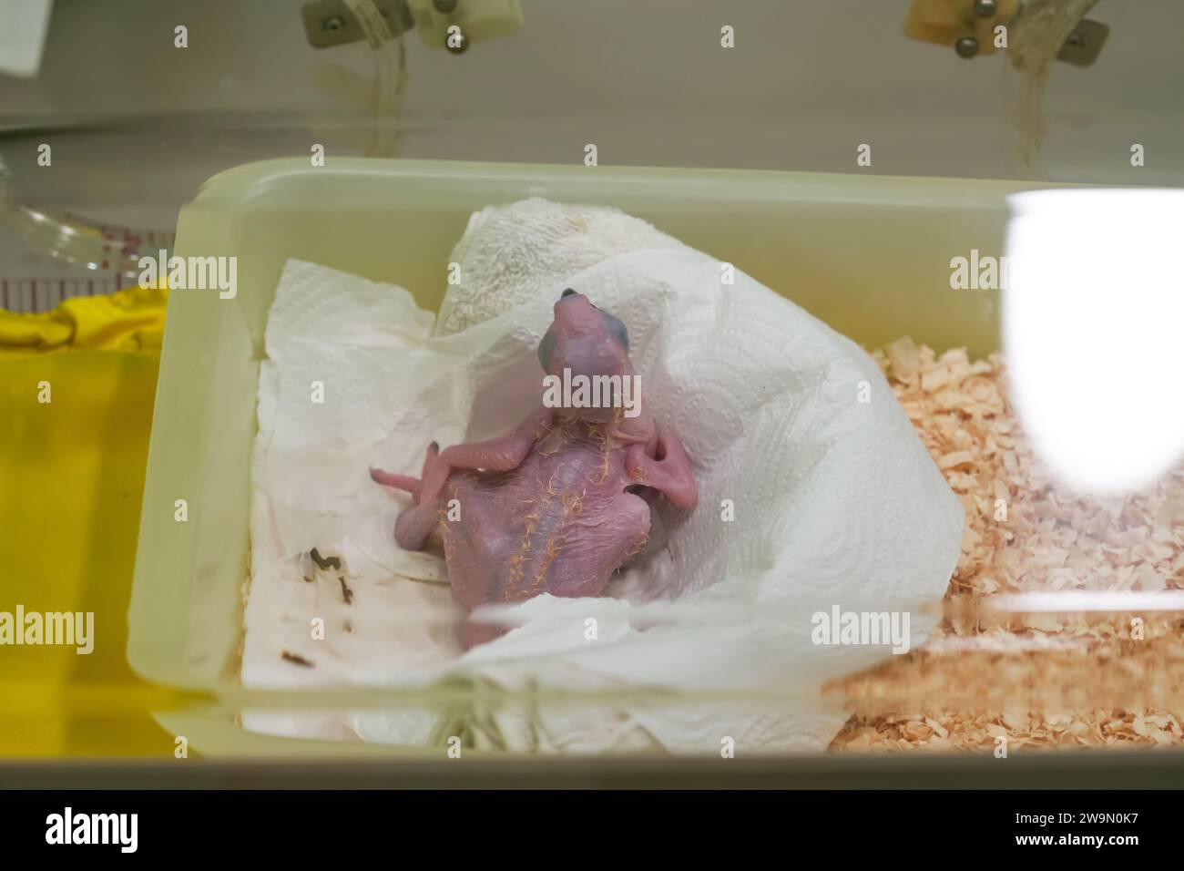 Parrot incubator for raising newborn macaw chicks Stock Photo - Alamy