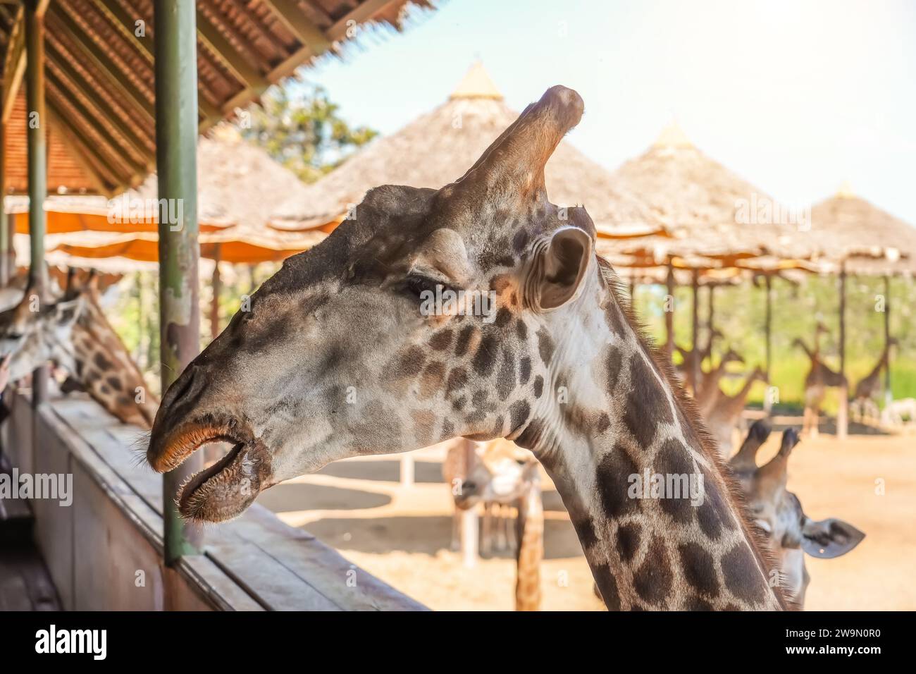 Family tourists food thailand hi-res stock photography and images - Alamy