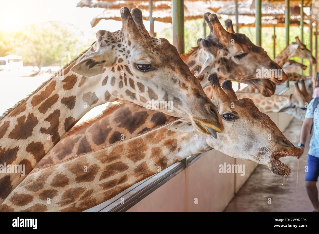 Giraffe eating hand hi-res stock photography and images - Alamy