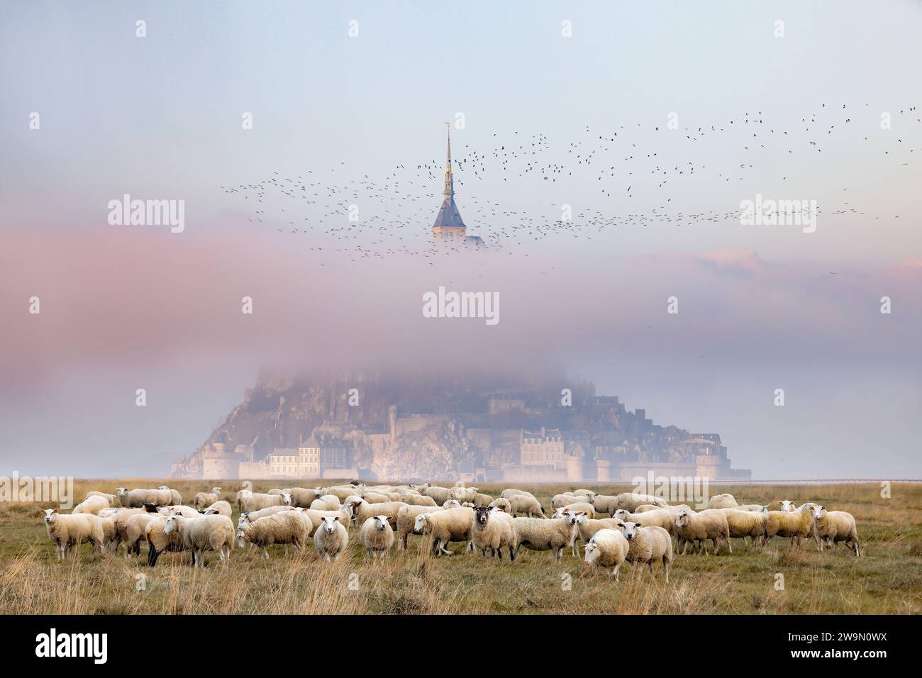 Sheep grazing in front of mont saint michel hi-res stock photography ...
