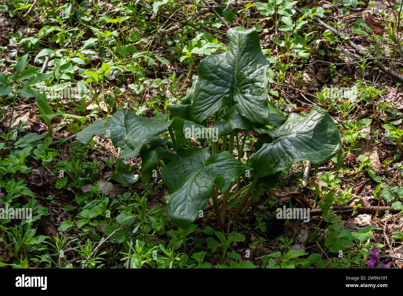 Cuckoopint or Arum maculatum arrow shaped leaf, woodland poisonous ...