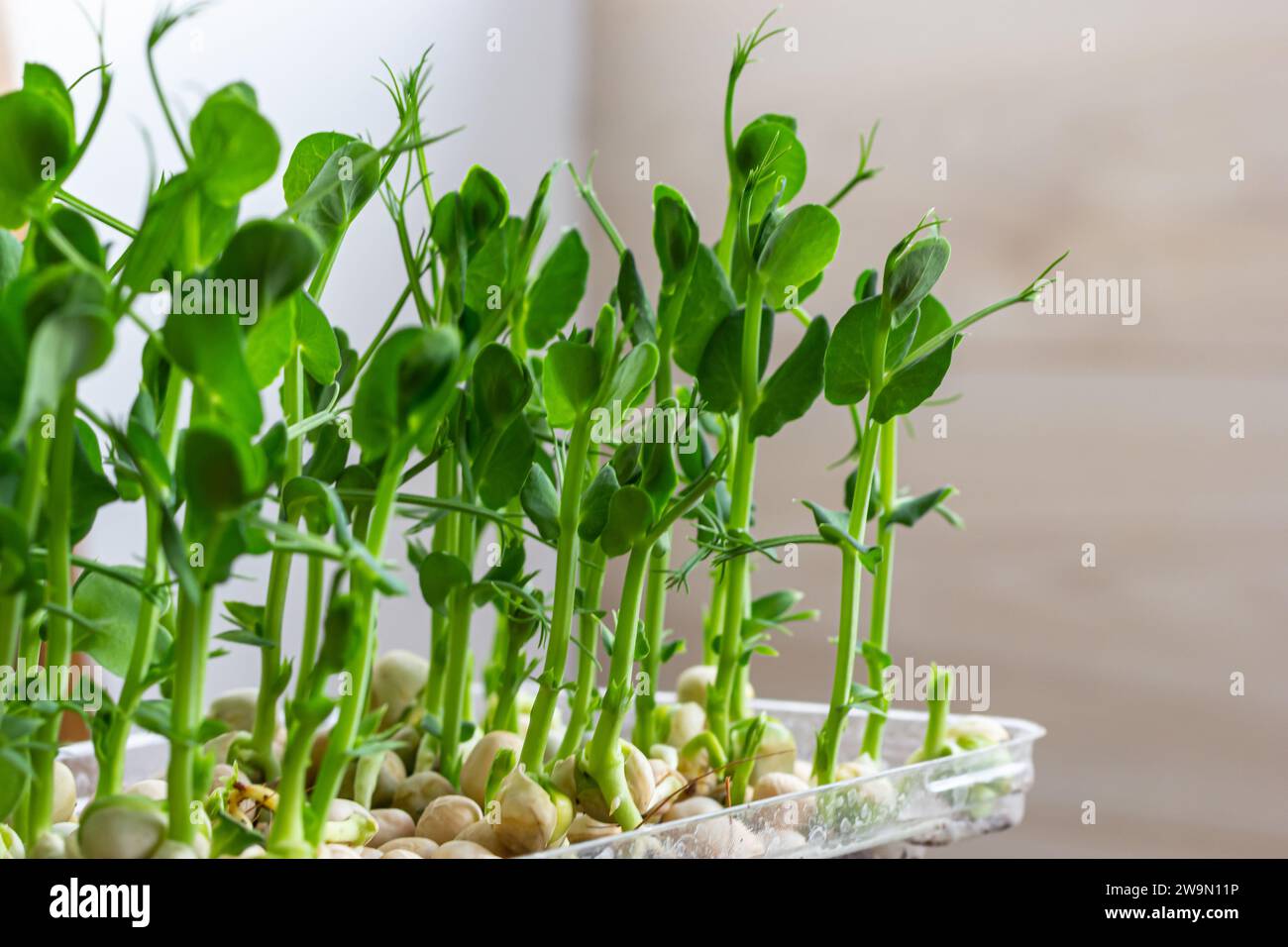 Fresh micro greens growing peas sprouts for healthy salad. Fresh ...