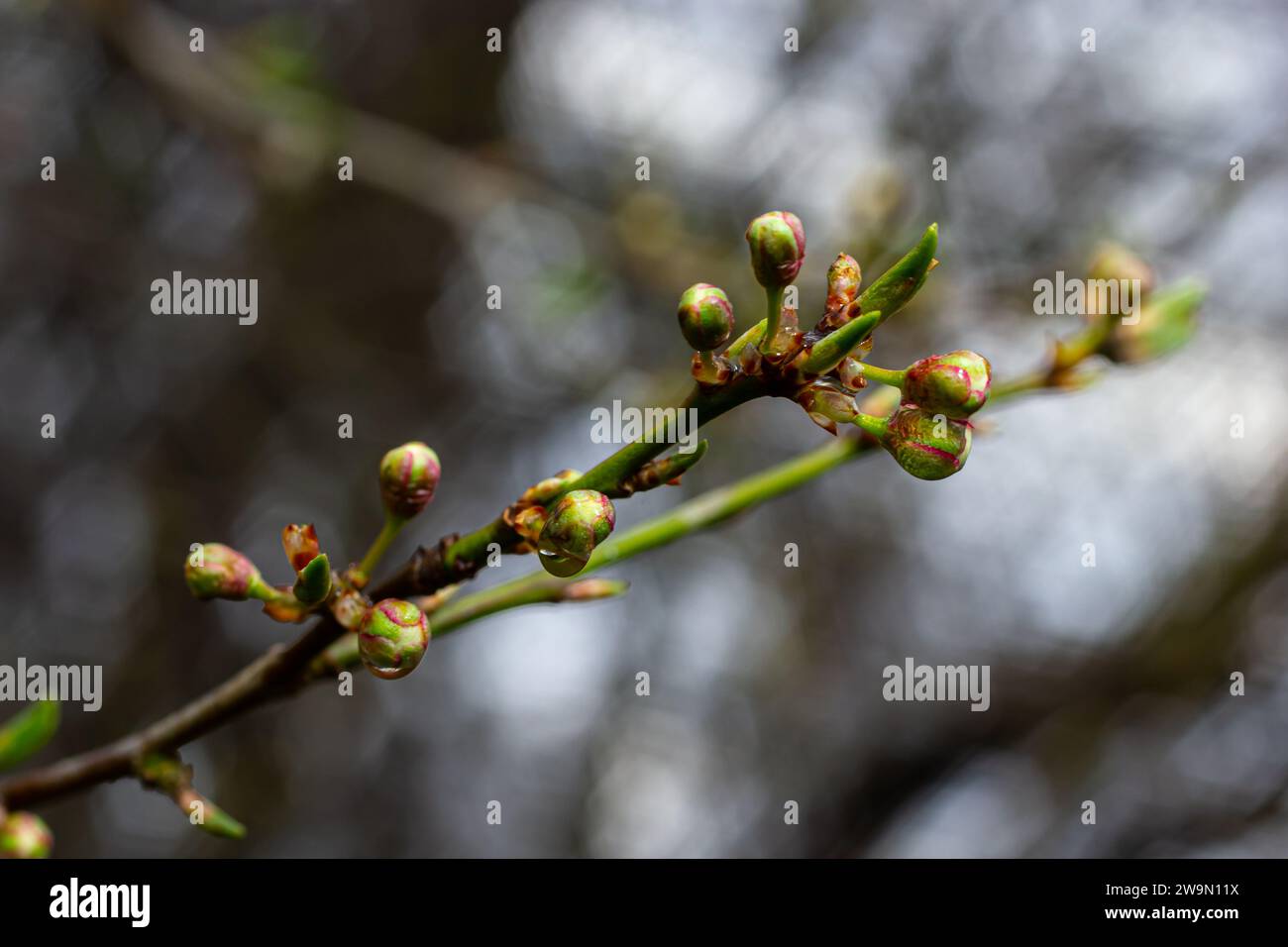 Wooden tree branches with new flower buds in the end with rain drops ...