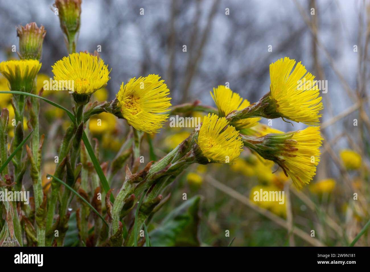 Coltsfoot or foalfoot medicinal wild herb. Farfara Tussilago plant ...