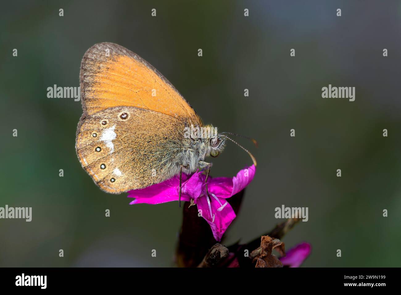 A chestnut heath butterfly - Coenonympha glycerion on a Carthusian pink ...