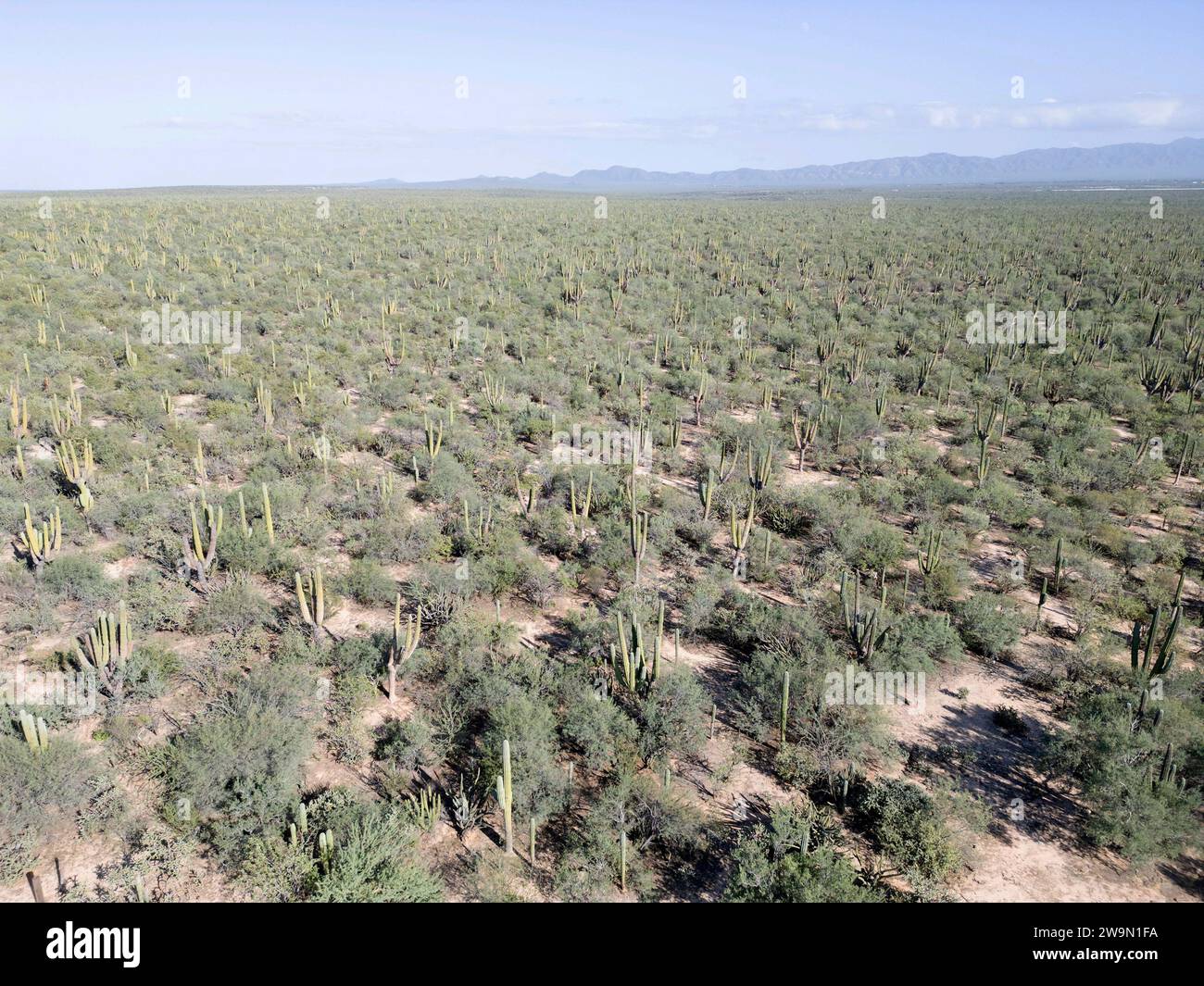 baja california sur mexico aerial view of cactus forest near the sea ...