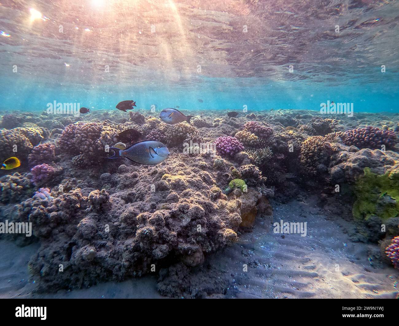 Colorful tropical fish Sohal Surgeon fish (Acanthurus Sohal) tang ...