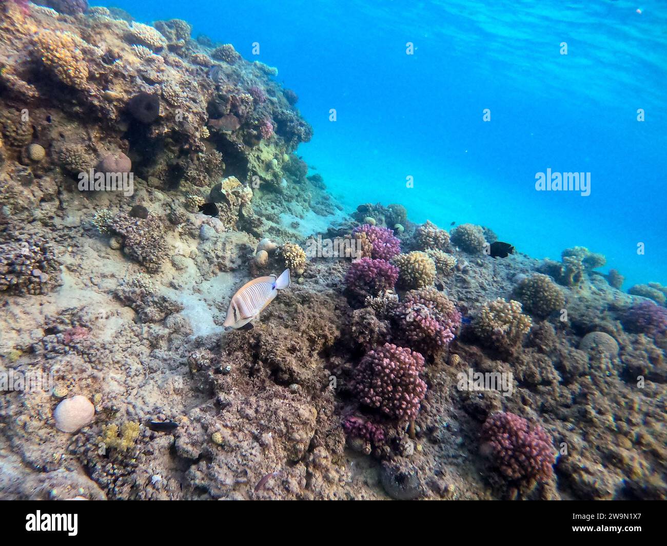Close up view of tropical sailfin tang or Desjardin's sailfin tang ...