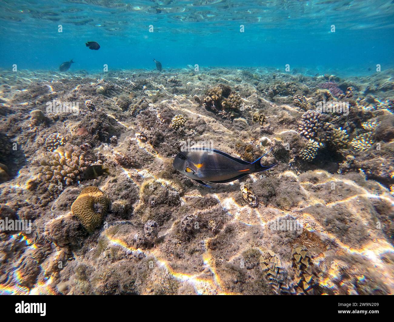 Close up view of Colorful tropical fish Sohal Surgeon fish (Acanthurus ...
