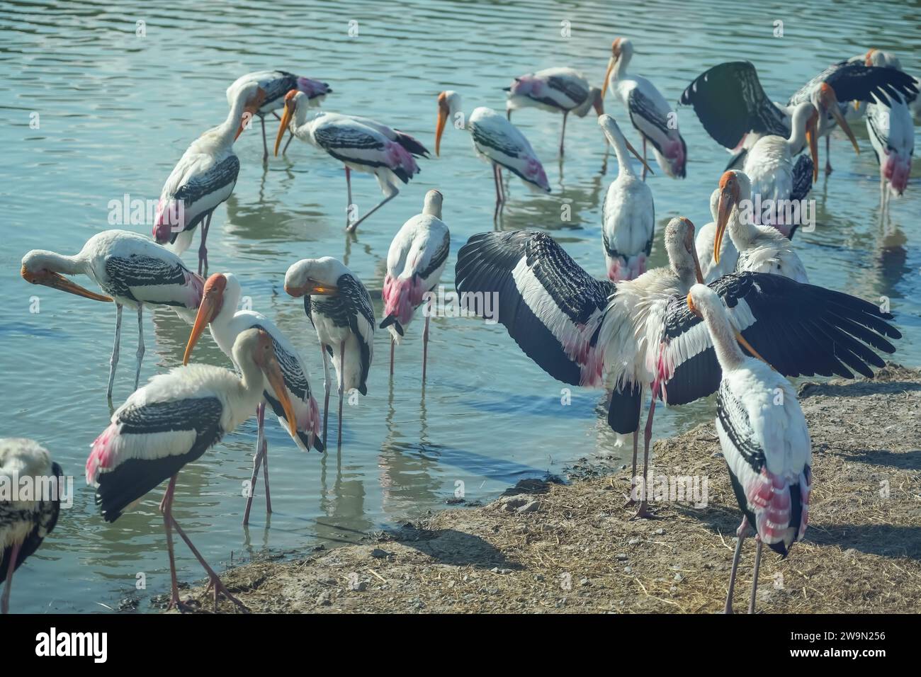 Flock wild african marabou hi-res stock photography and images - Alamy