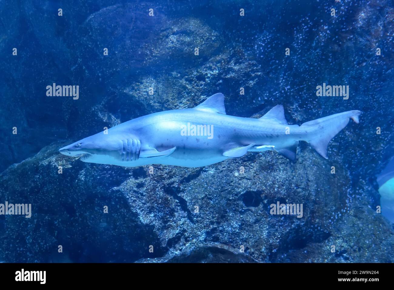 Scariest Shark Pictures In The World