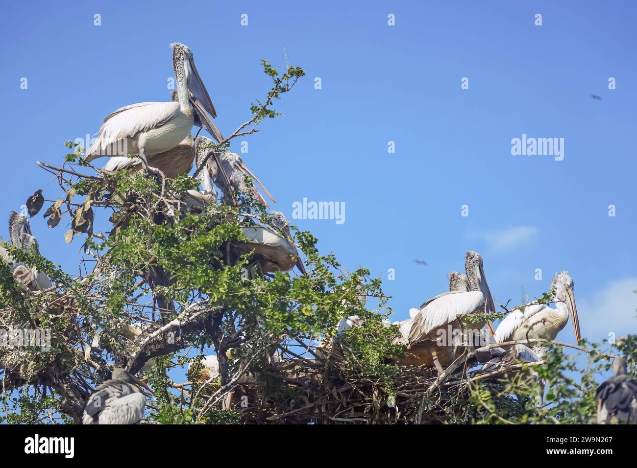 A flock of pelicans sits nesting on a tree Stock Photo - Alamy