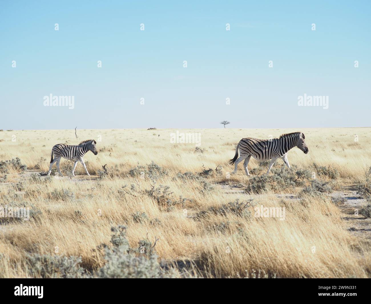 Zebra family hi-res stock photography and images - Alamy