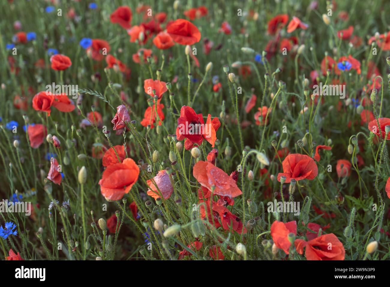 Wild landscapes in west Europe Stock Photo - Alamy