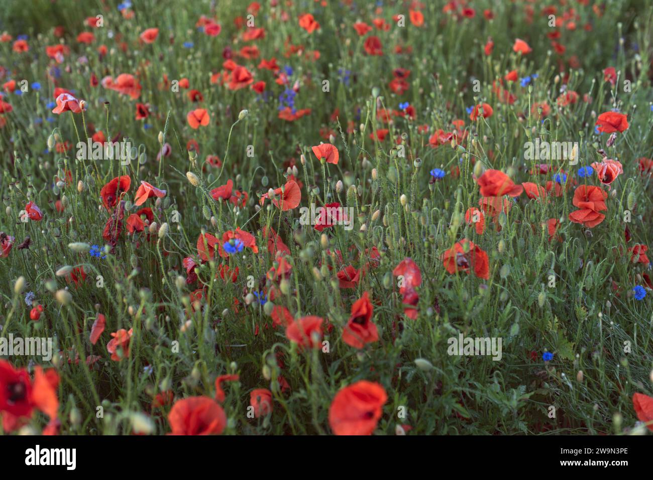 Wild landscapes in west Europe Stock Photo - Alamy