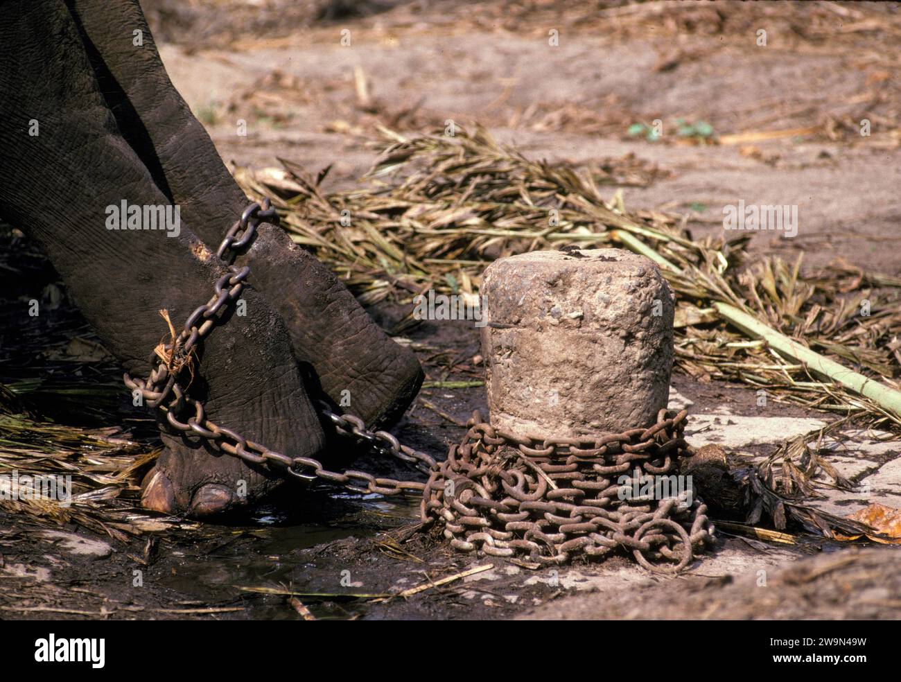 Elephant culture of India Stock Photo - Alamy