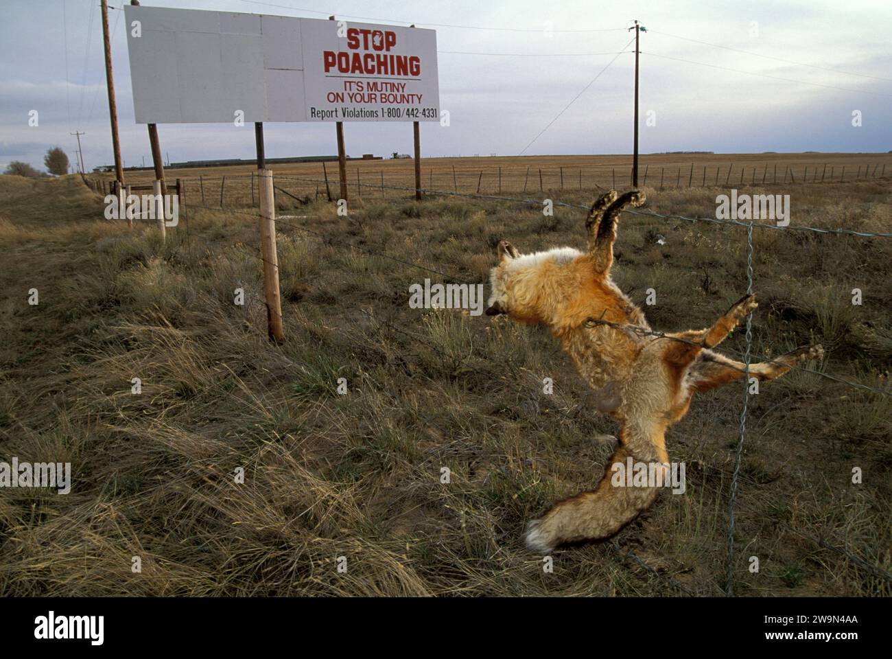 Fox carcass hi-res stock photography and images - Alamy