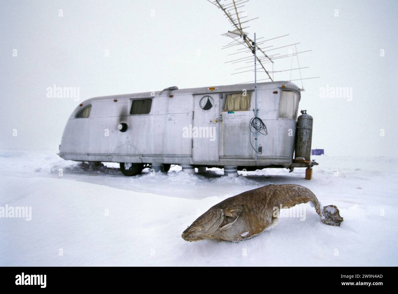 An eel pout or ling cod sits frozen in front of an Airstream turned ...