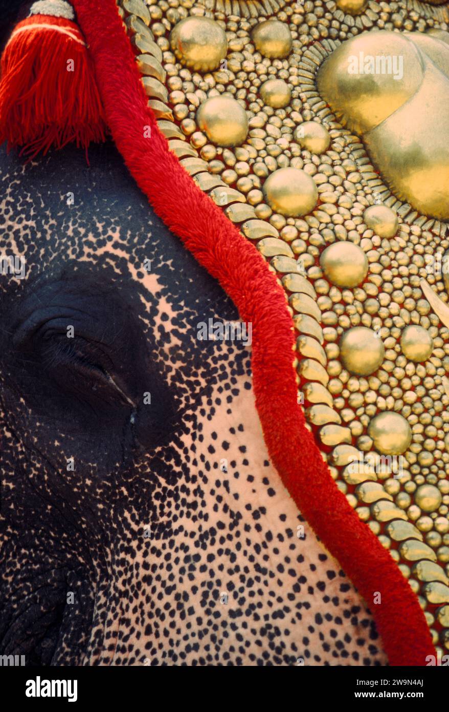 Elephant culture of India Stock Photo - Alamy
