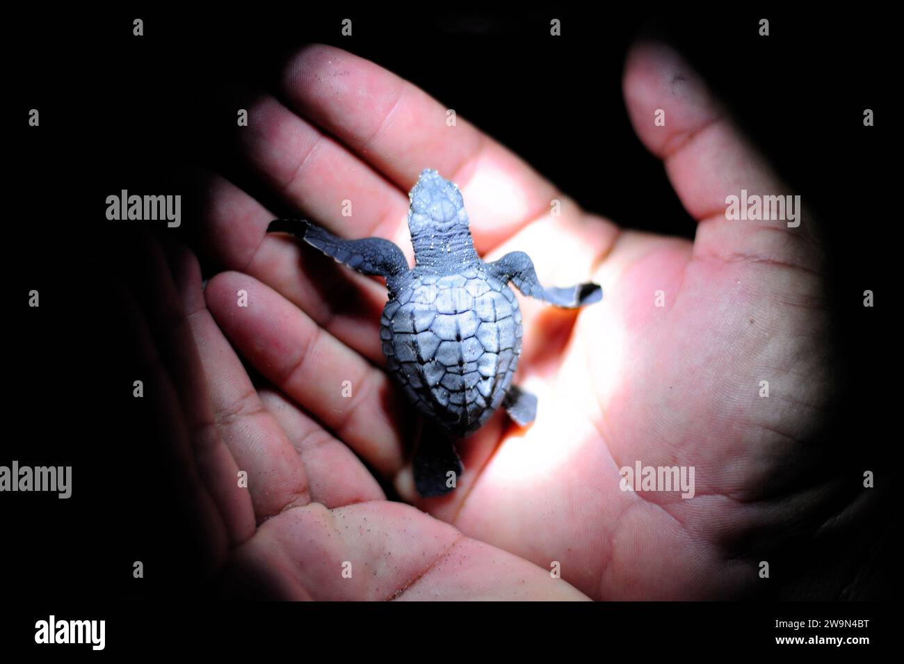 A baby sea turtle sits in the palm of someone's hand before it is ...