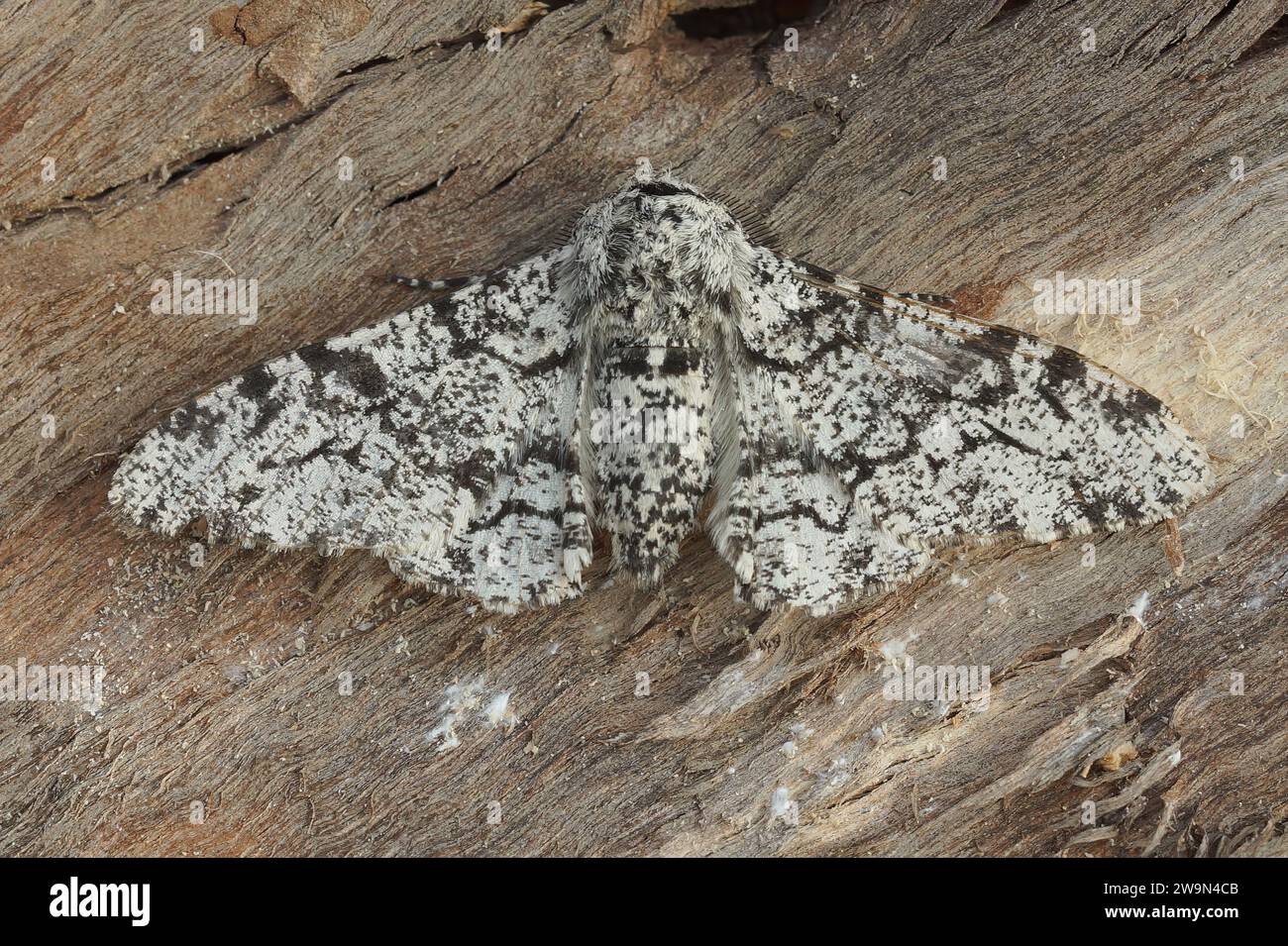 Peppered moth and speckled moth hi-res stock photography and images - Alamy