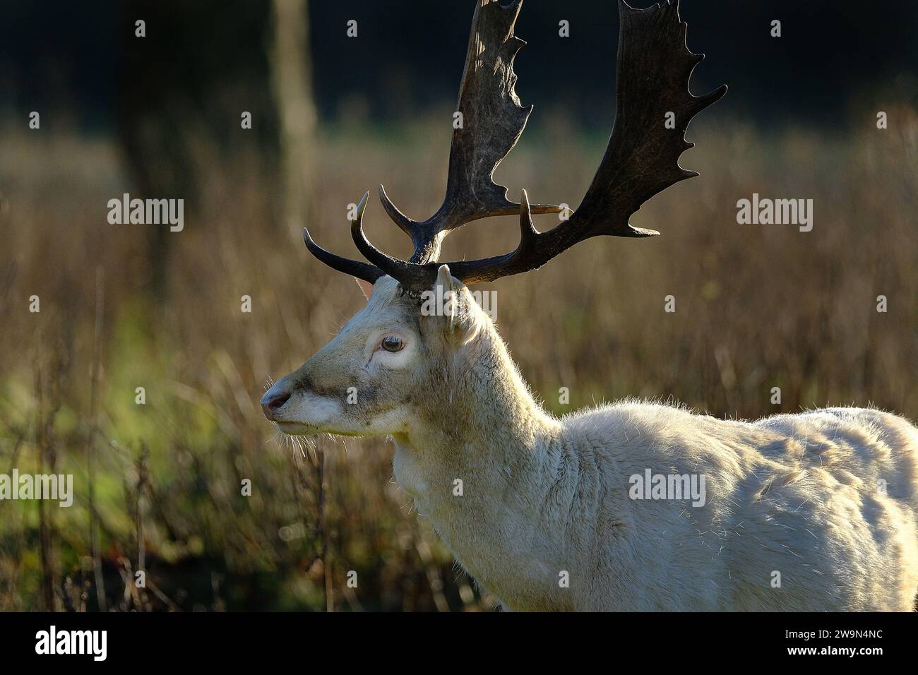 The European fallow deer, also known as the common fallow deer or ...