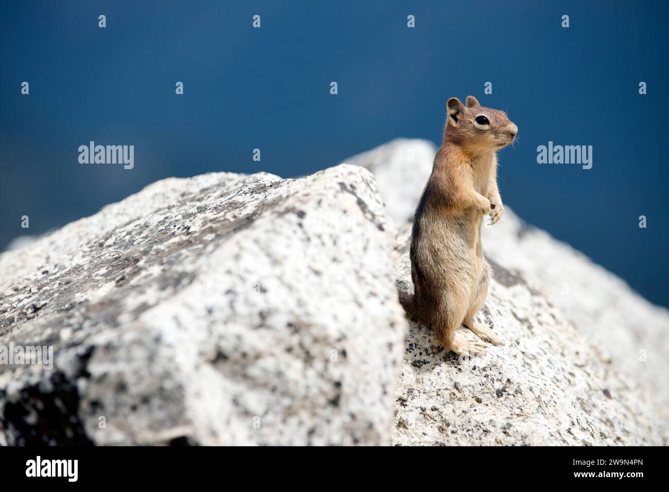 A ground squirrel sits on a rock on the summit of Eagle Cap Peak in the ...