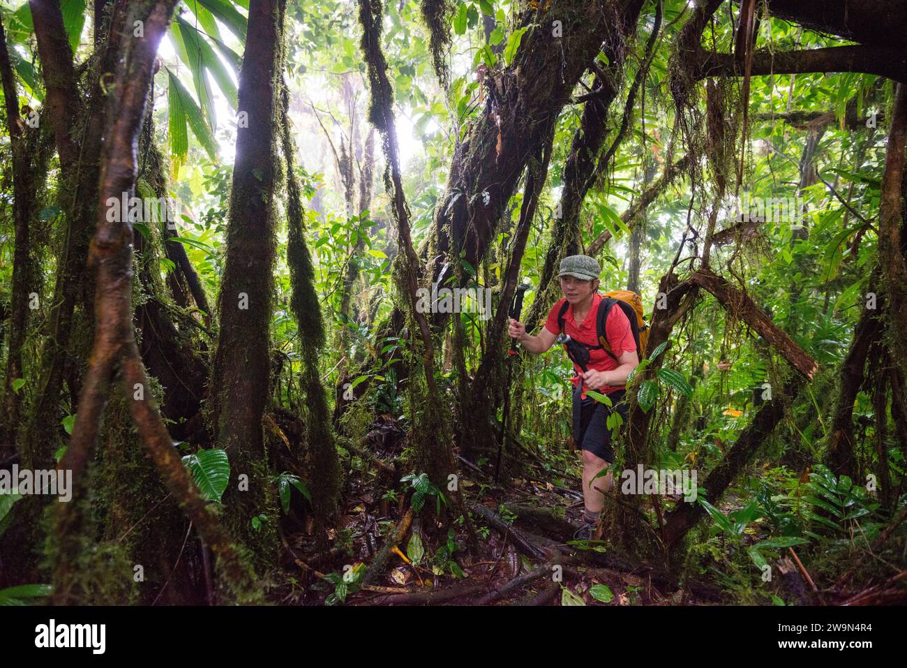 A backpacker hikes through a very heavily forested and wet section of ...