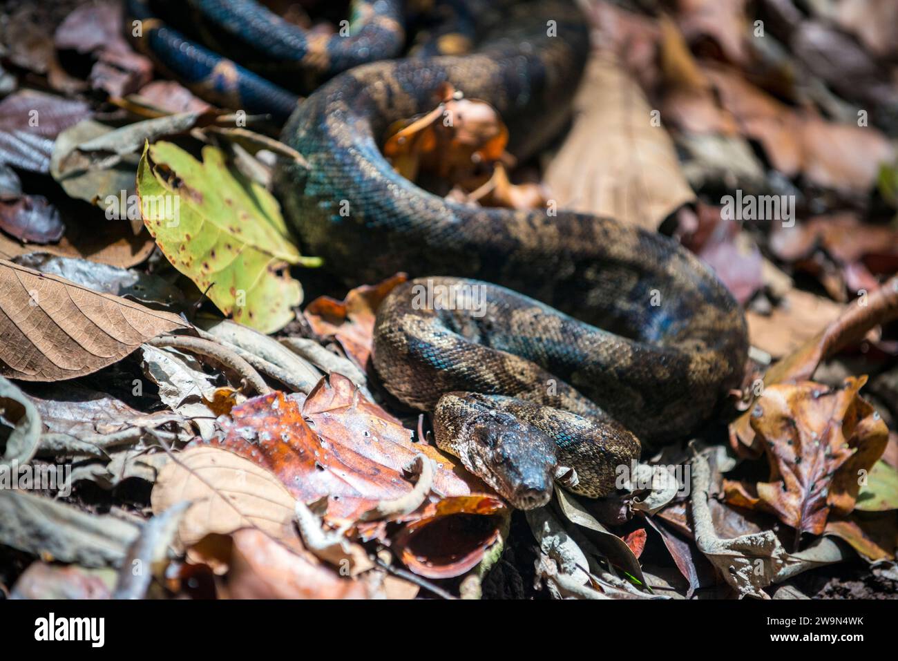 A boa constrictor is coiled up in the leaves on Segment 11 of the ...