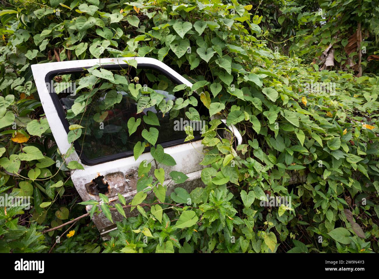 A car is engulfed in vegetation in the Kalinago territory on Segment 6 ...