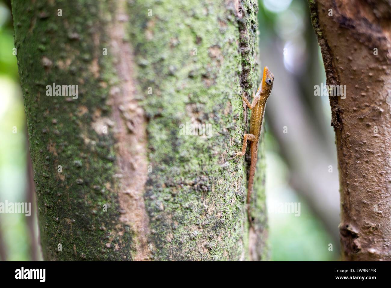 A small lizard climbs a tree in the Kalinago territory on Segment 6 of ...