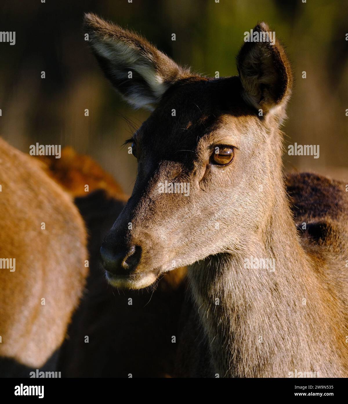 Largest deer species hi-res stock photography and images - Alamy