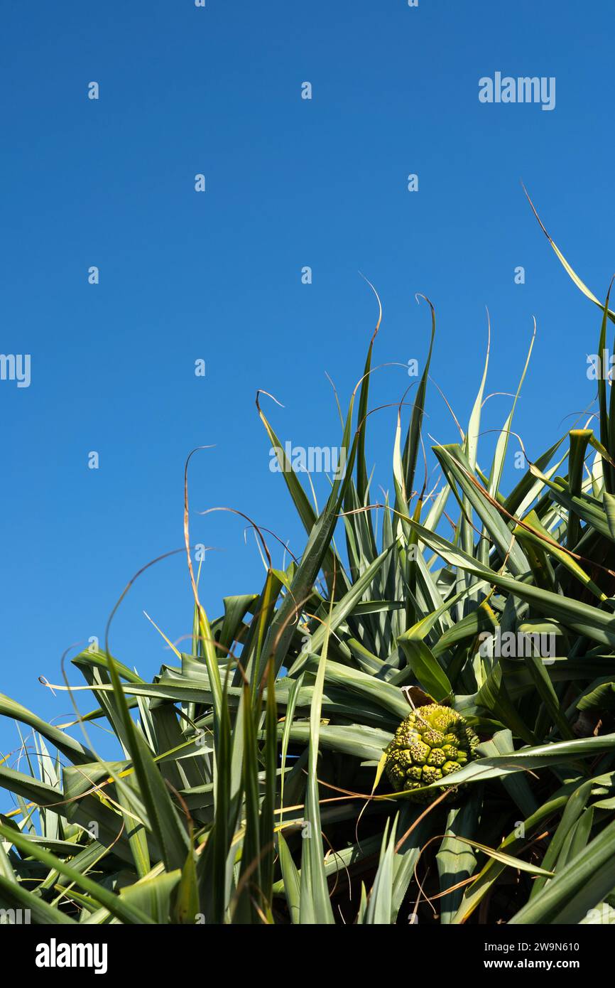 Monocot fruit hi-res stock photography and images - Alamy