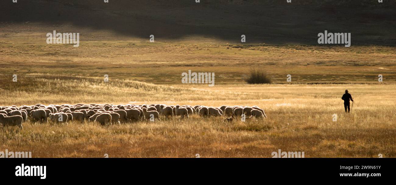 A Basque sheepherder walks with his sheep in the golden grass of ...