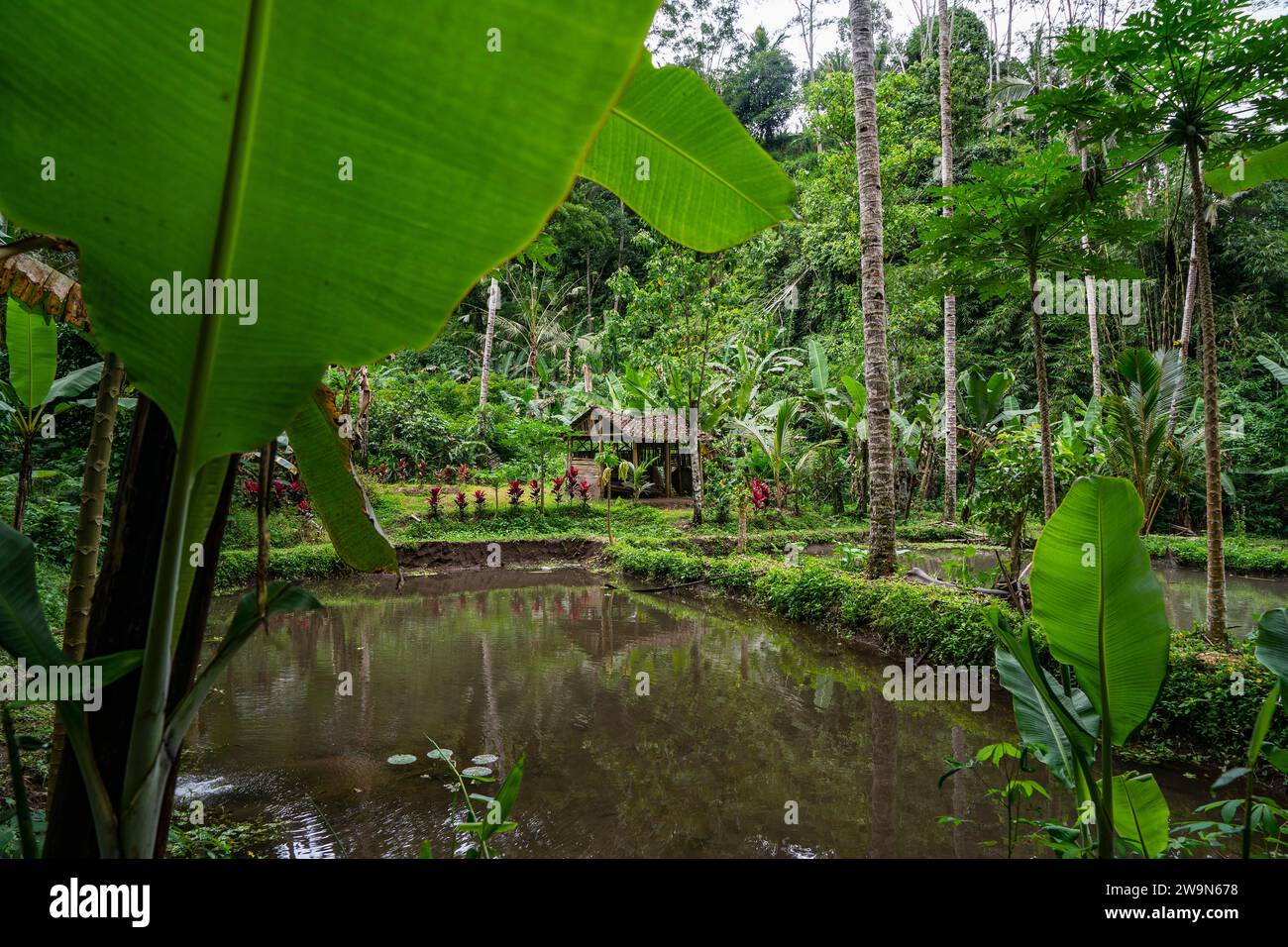 rice paddy close to Tukad Cepung waterfall in Bali Stock Photo - Alamy
