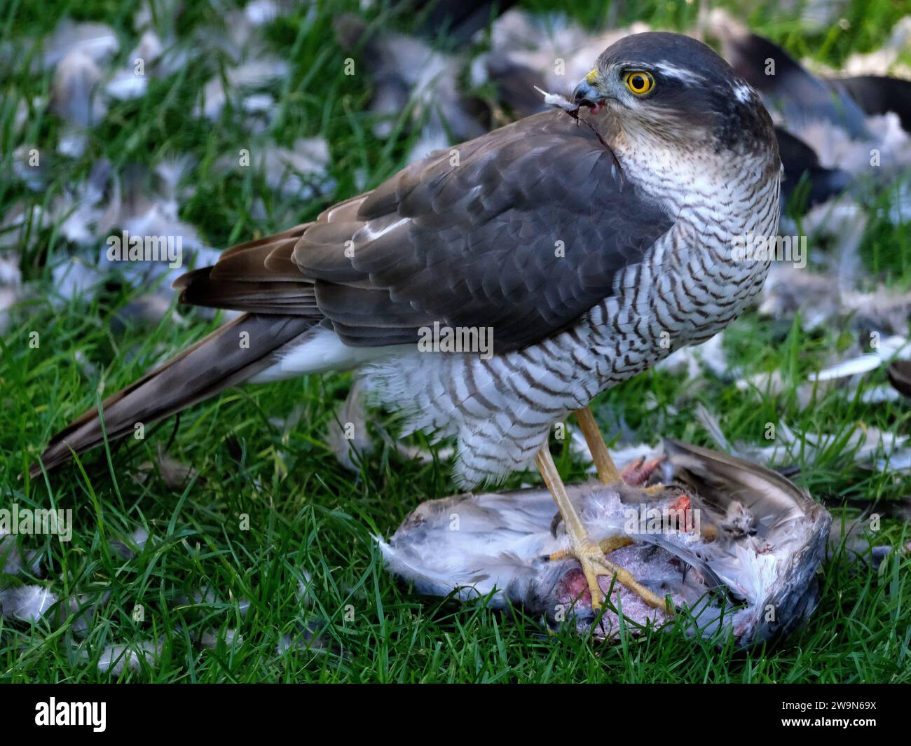 The Eurasian sparrowhawk, also known as the northern sparrowhawk or ...