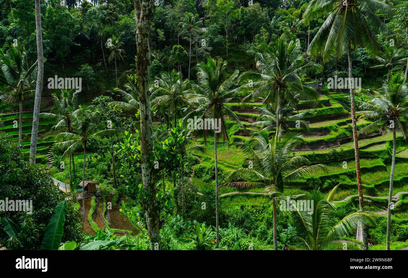 lush vegetation at rice terrace in Bali / Indonesia Stock Photo - Alamy