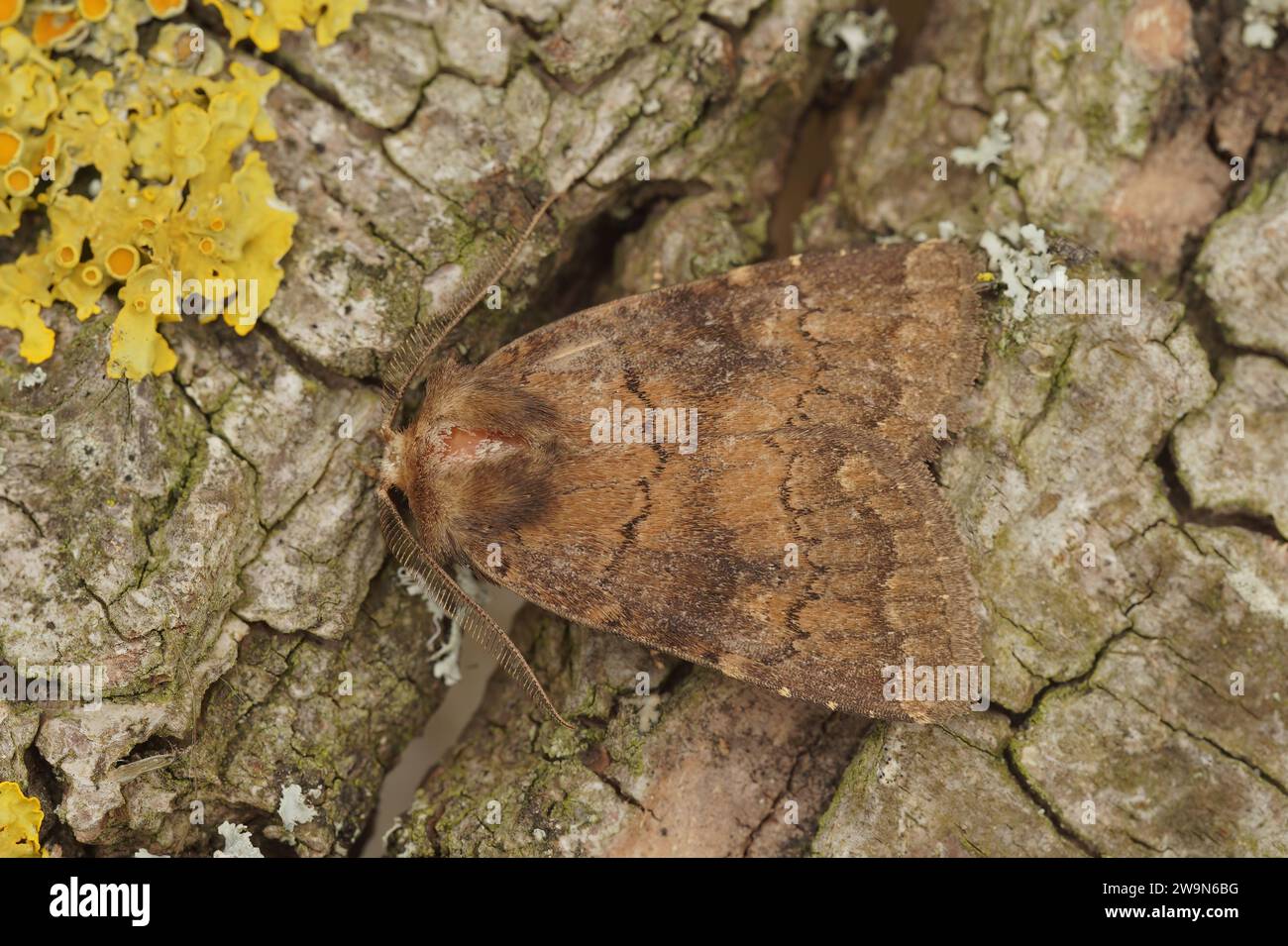Natural detailed closeup of the brown mottled rustic owlet moth ...
