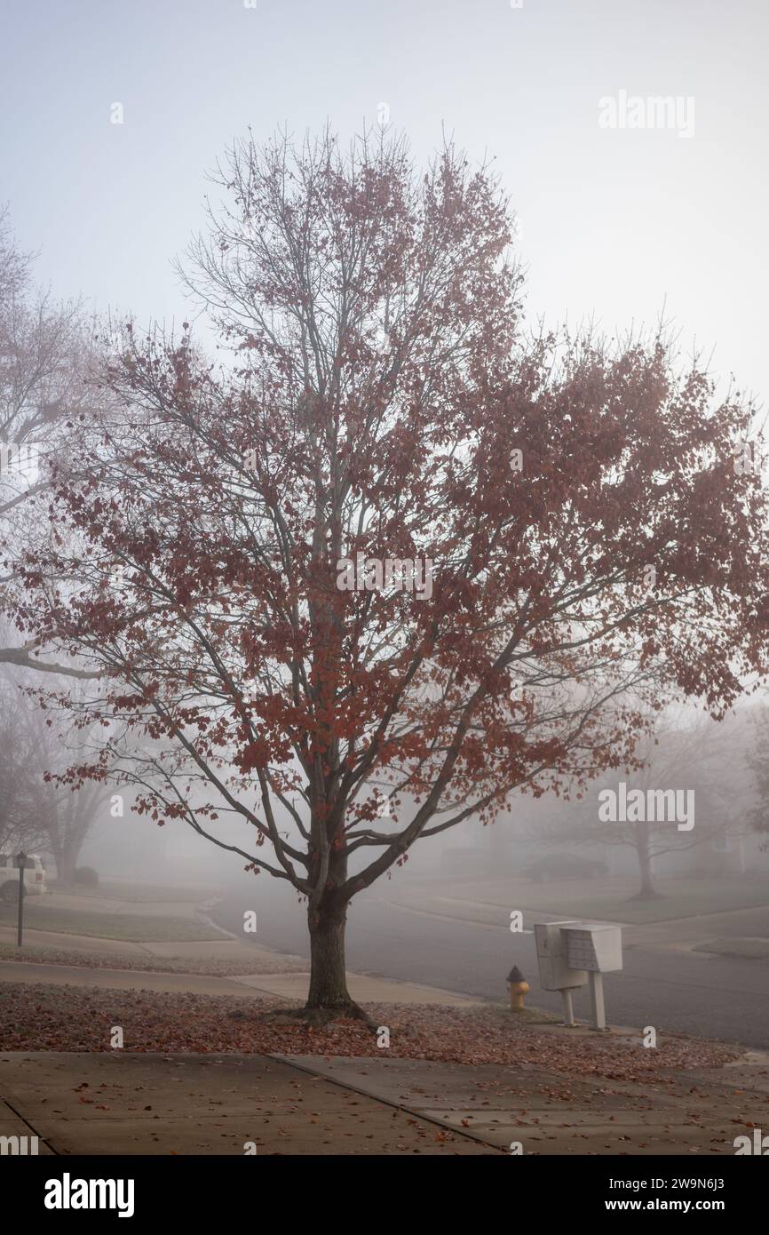 Maple tree with fall foliage surrounded by morning fog Stock Photo - Alamy