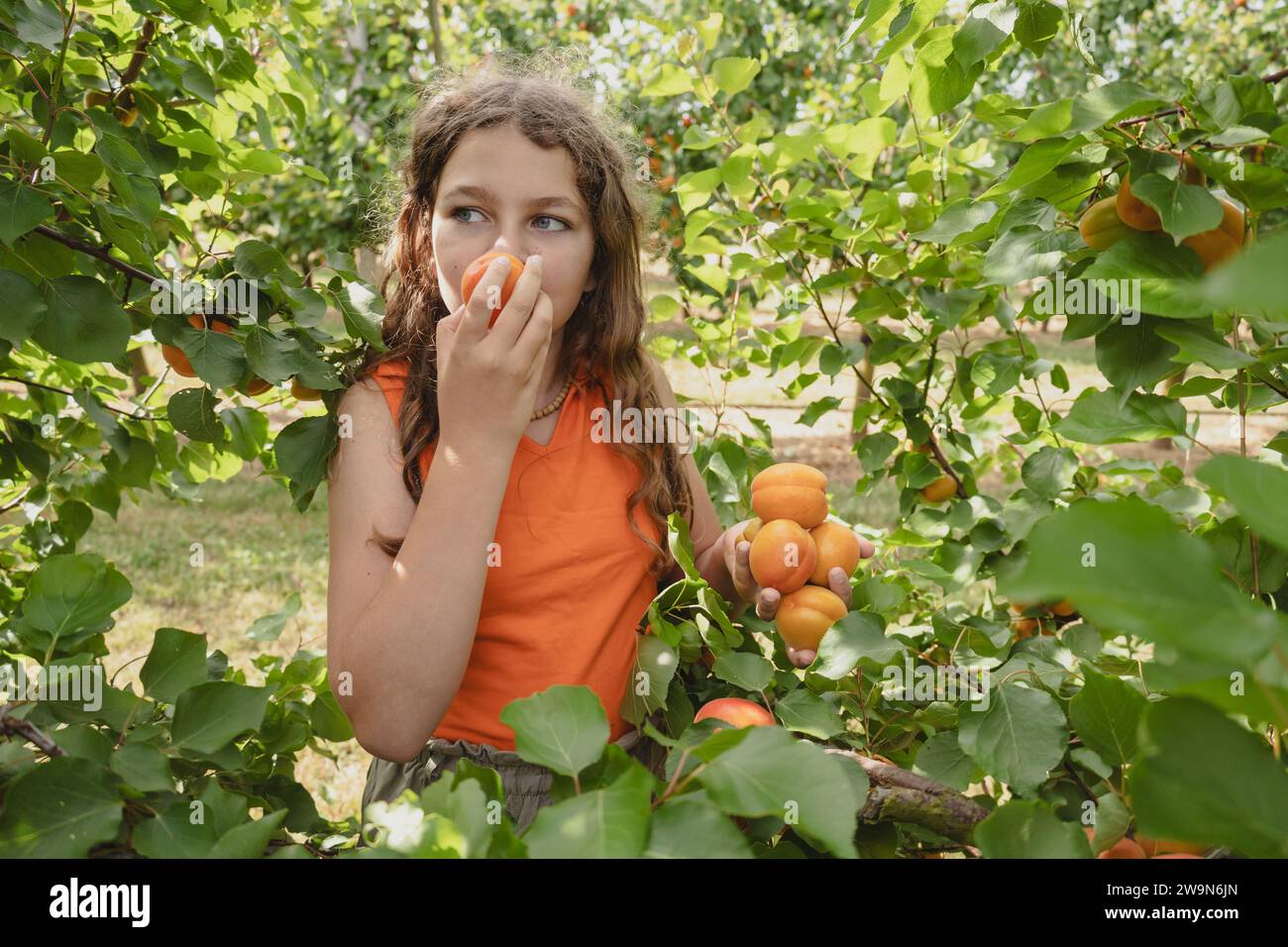 Girl harvesting juicy apricots in an orchard.harvest Stock Photo - Alamy