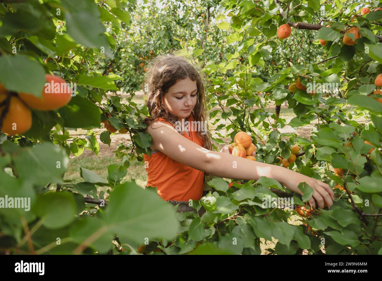 Girl harvesting juicy apricots in an orchard.harvest Stock Photo - Alamy