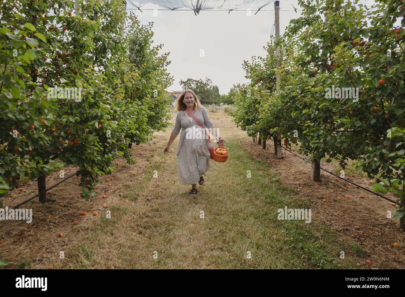 Girl harvesting juicy apricots in an orchard.harvest Stock Photo - Alamy