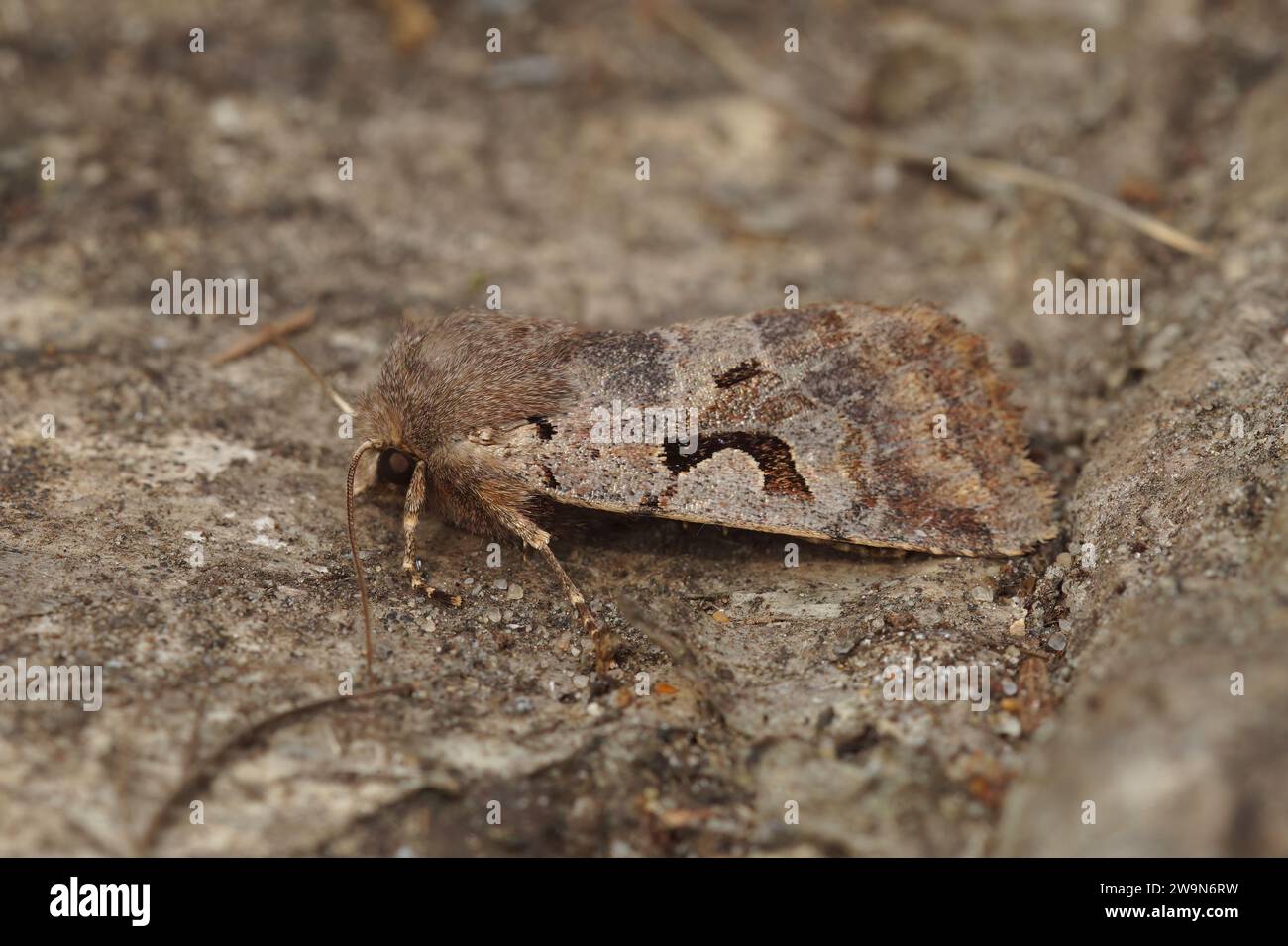 Natural closeup on the Hebrew Character owlet moth, Orthosia gothica ...