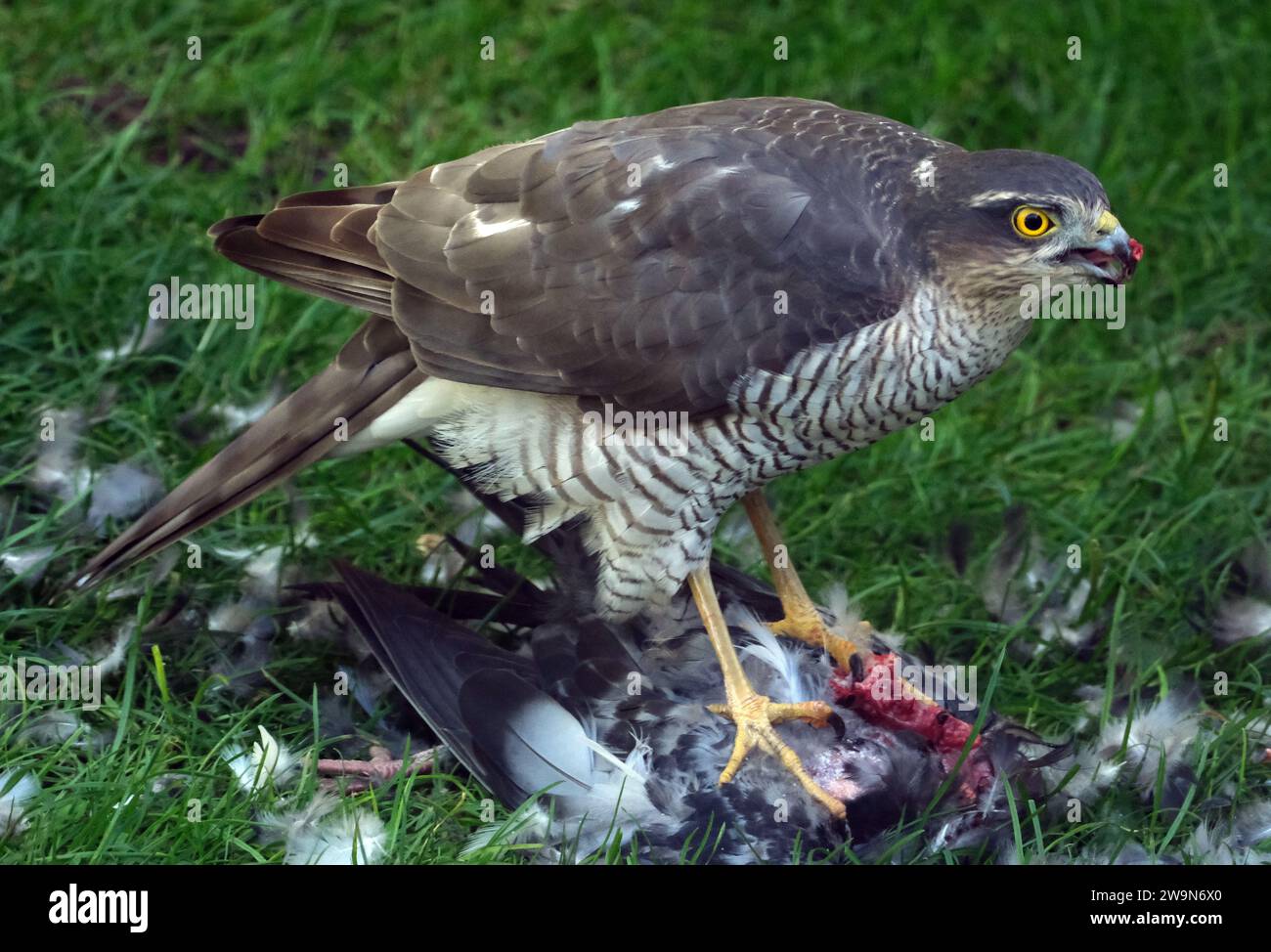 The Eurasian sparrowhawk, also known as the northern sparrowhawk or ...