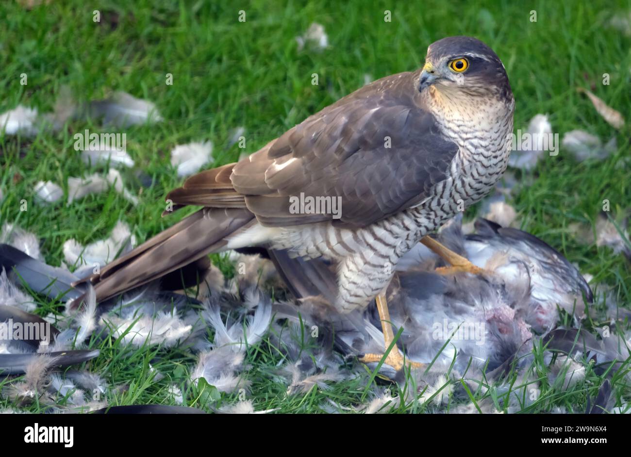 The Eurasian sparrowhawk, also known as the northern sparrowhawk or ...