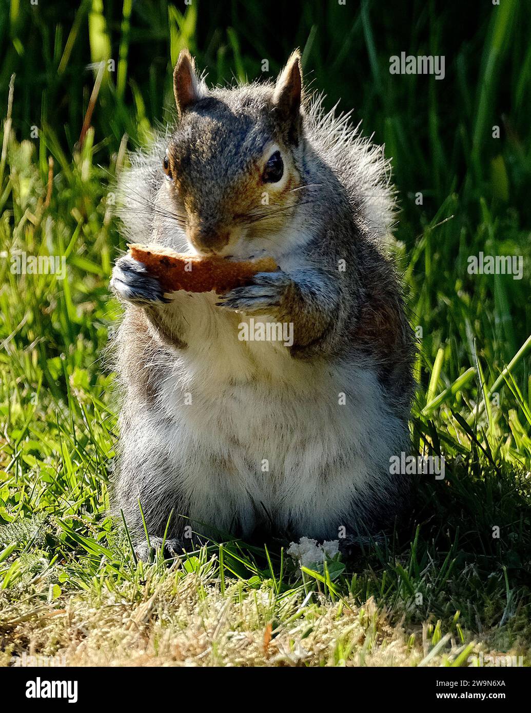 The eastern gray squirrel, also known, particularly outside of North ...