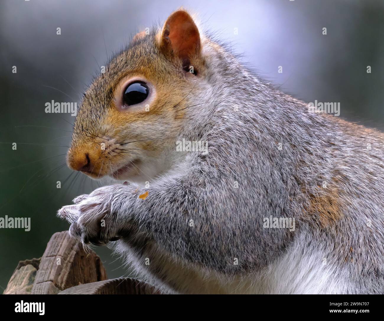 The eastern gray squirrel, also known, particularly outside of North ...
